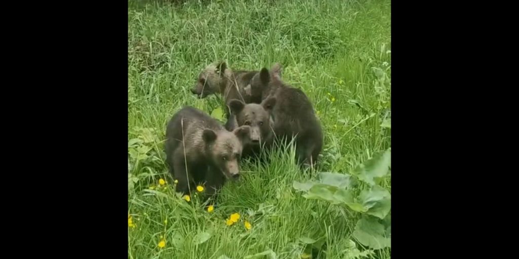 Zukunft am seidenen Faden: 4 mutterlose Bären-Babys in Estland gerettet ...