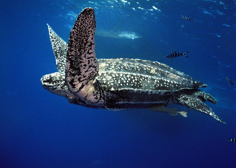 Atlantische Lederschildkröten: Forscher schlagen Alarm